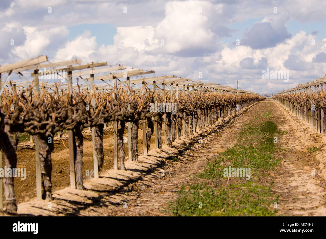 Grape vine dormant hi-res stock photography and images - Alamy