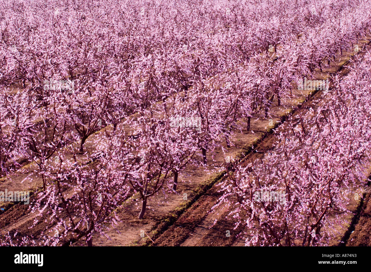 Pink Blossom Tree Field Stock Photo - Alamy