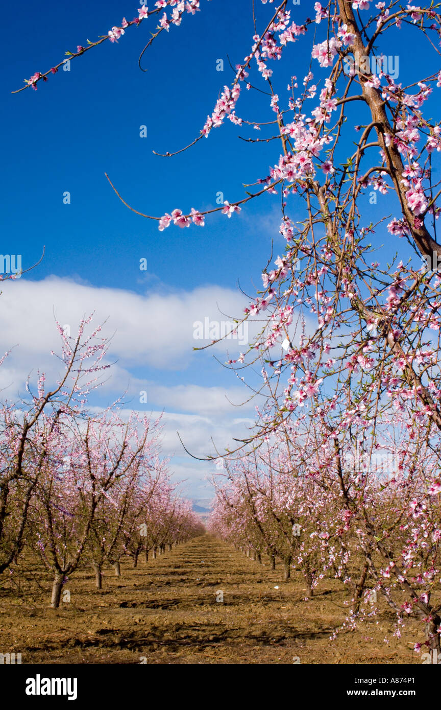 Pink Blossom Tree Field Stock Photo - Alamy