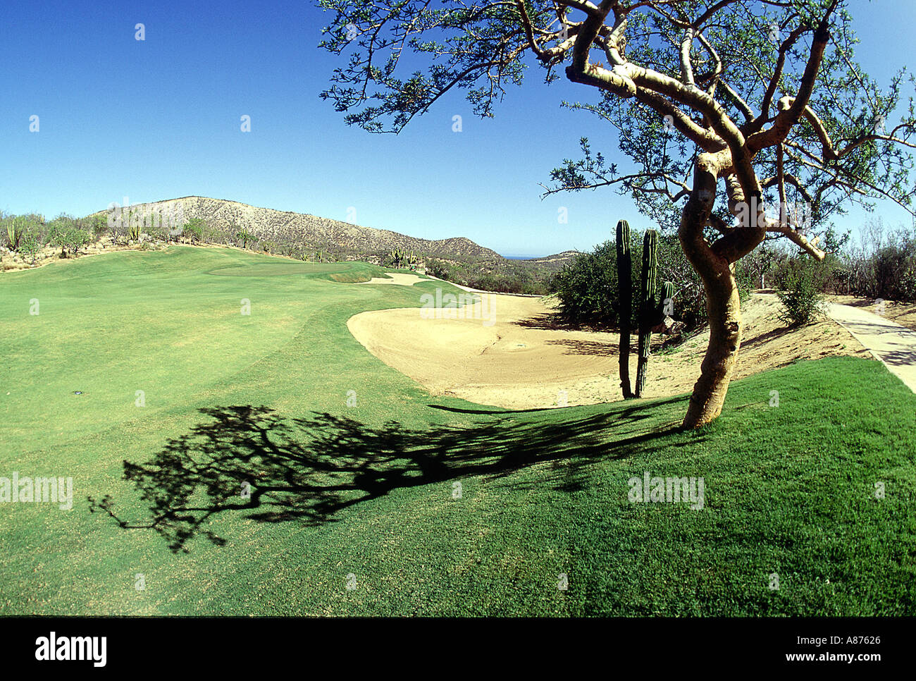 A view of a desert golf course framed on the right side by a tree Stock ...