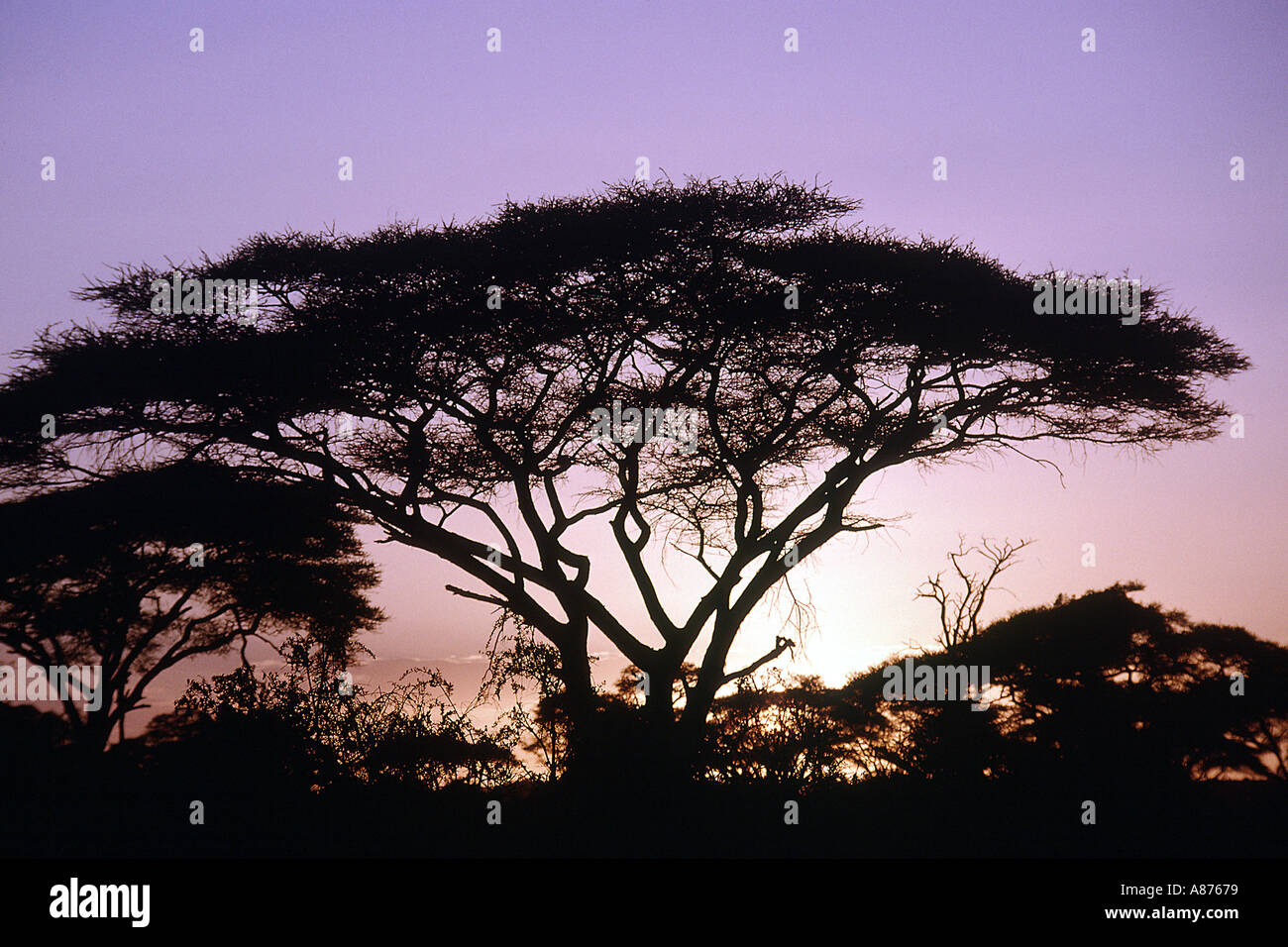 An indigenous large tree silhouetted during a sunrise or sunset The sky ...