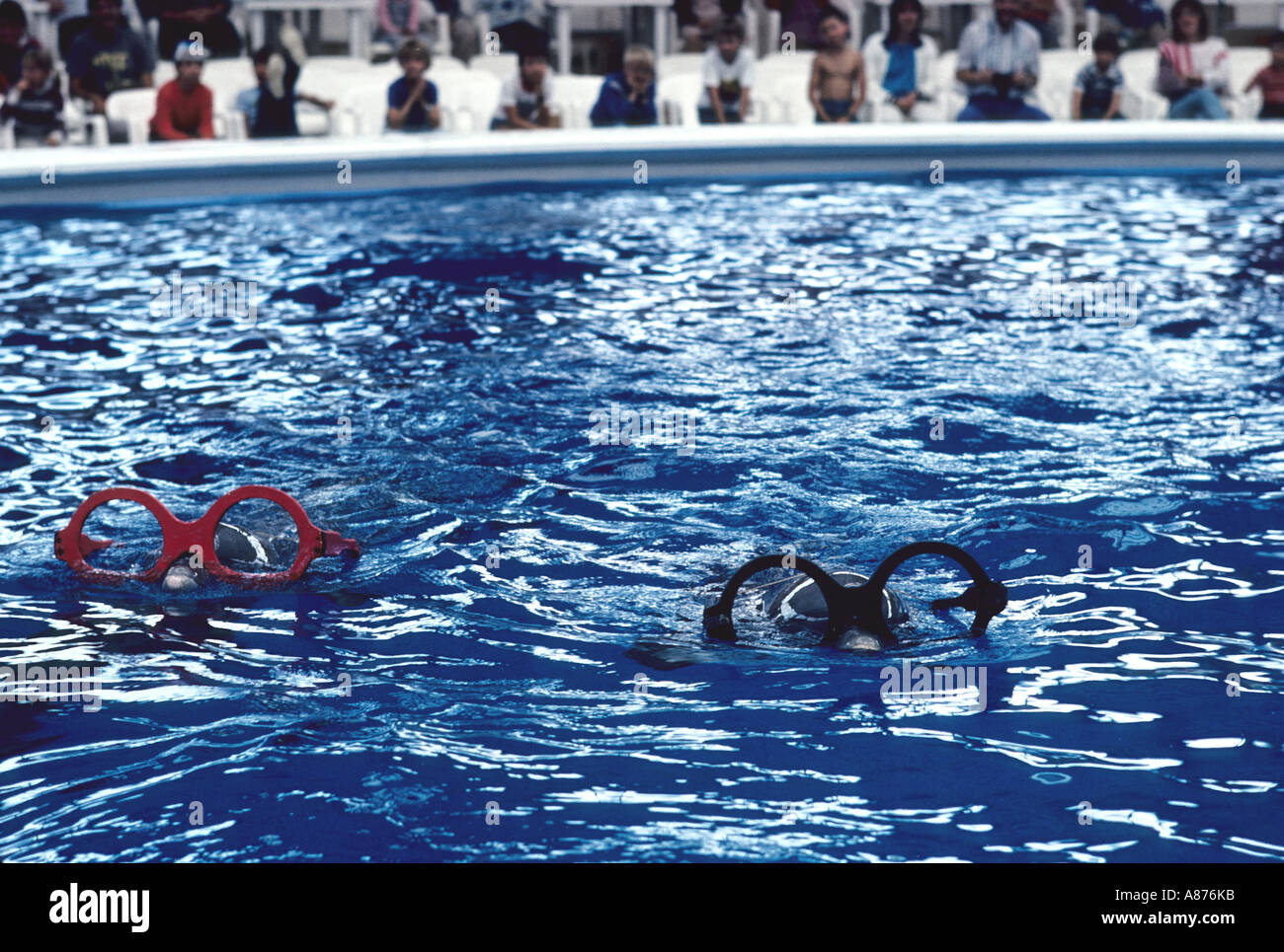 Switzerland Connyland dolphin show Stock Photo - Alamy