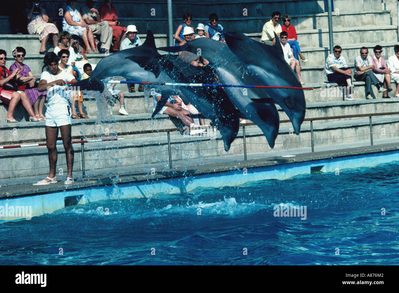 Spain Palma Dolphin show in a dolphinarium of Mallorca Stock Photo - Alamy