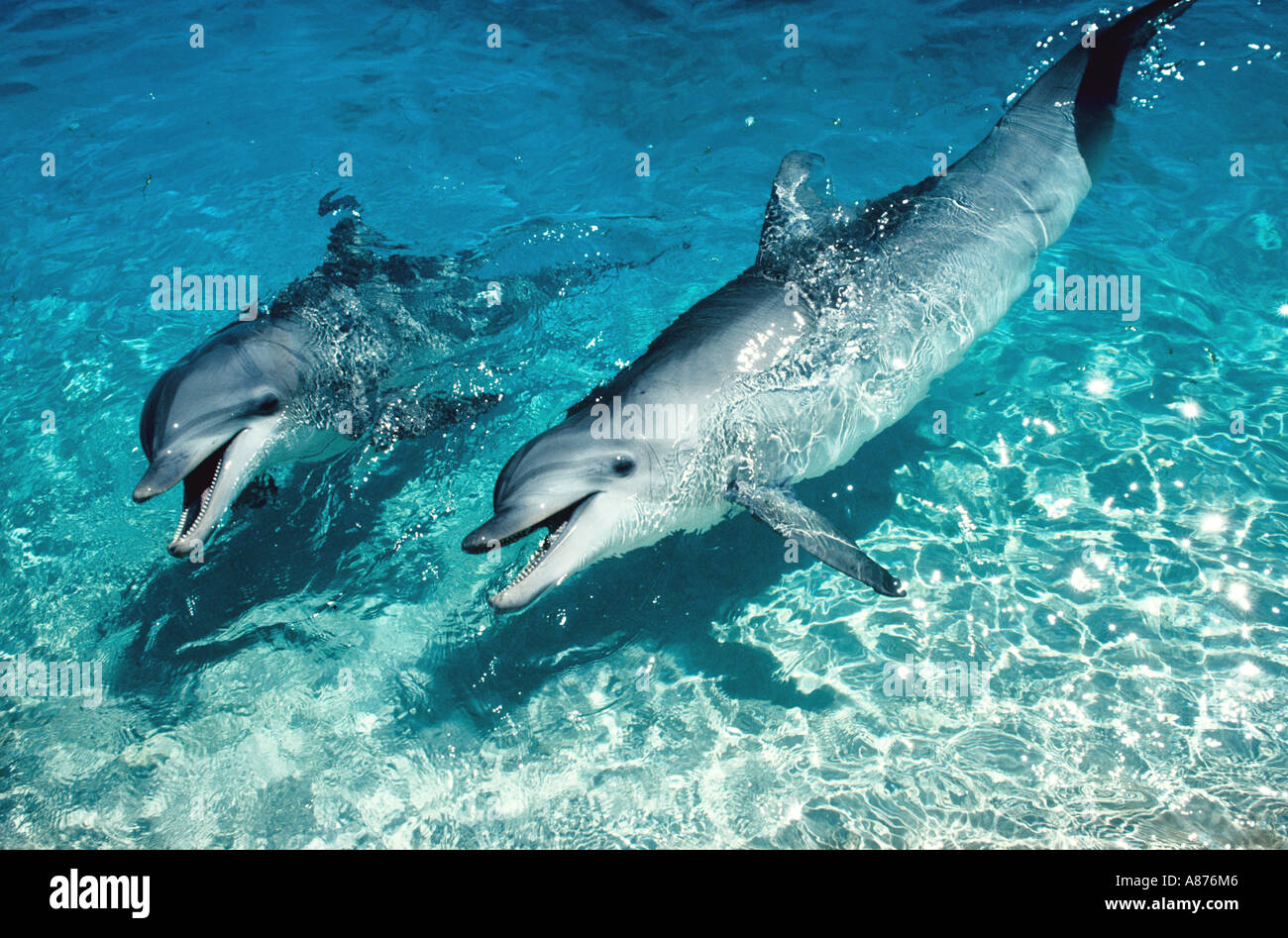 Marineland aquarium antibes hi-res stock photography and images - Alamy