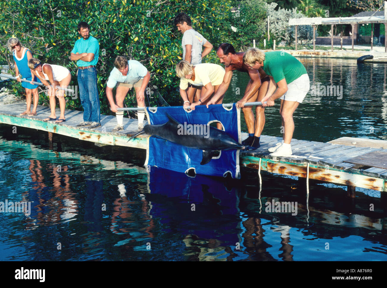 USA Florida Transport of a captured dolphin to the Theatre of the Seas ...