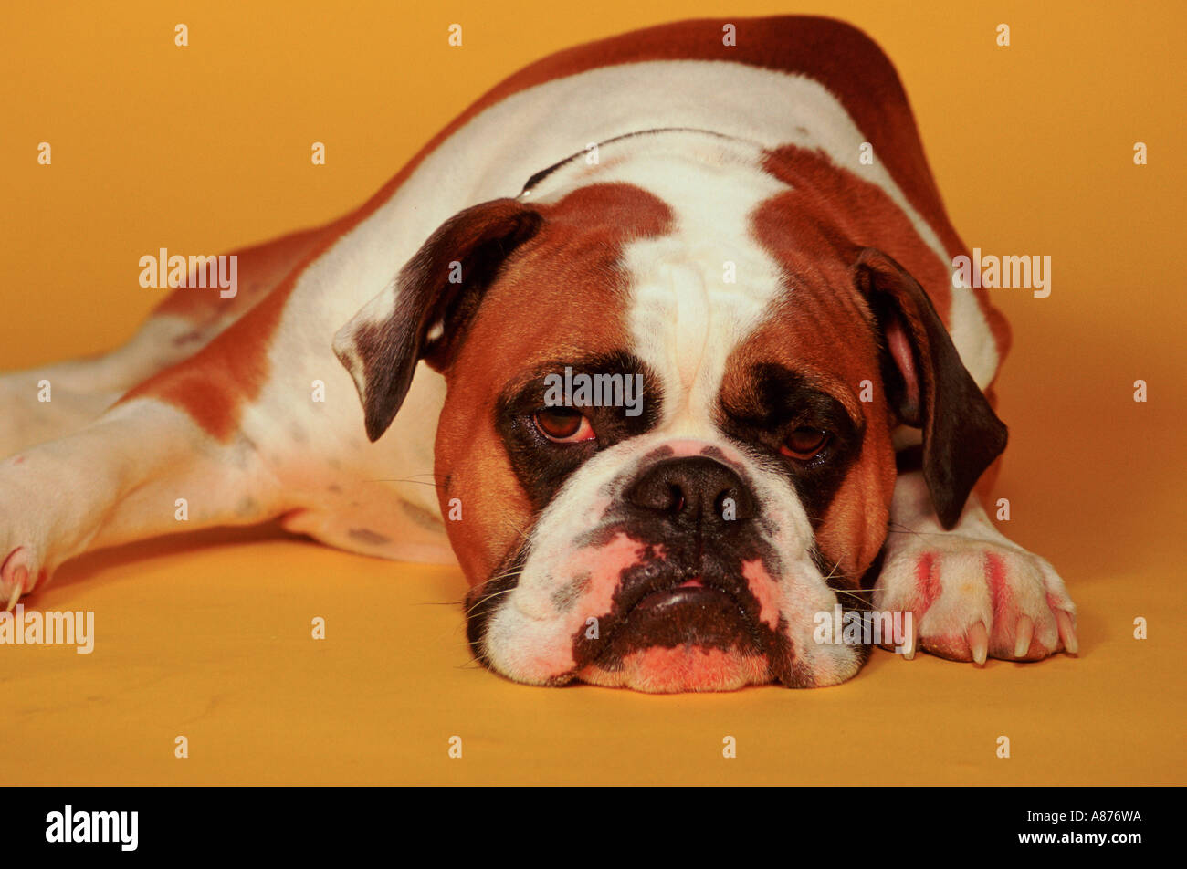 Dejected dog hi-res stock photography and images - Alamy