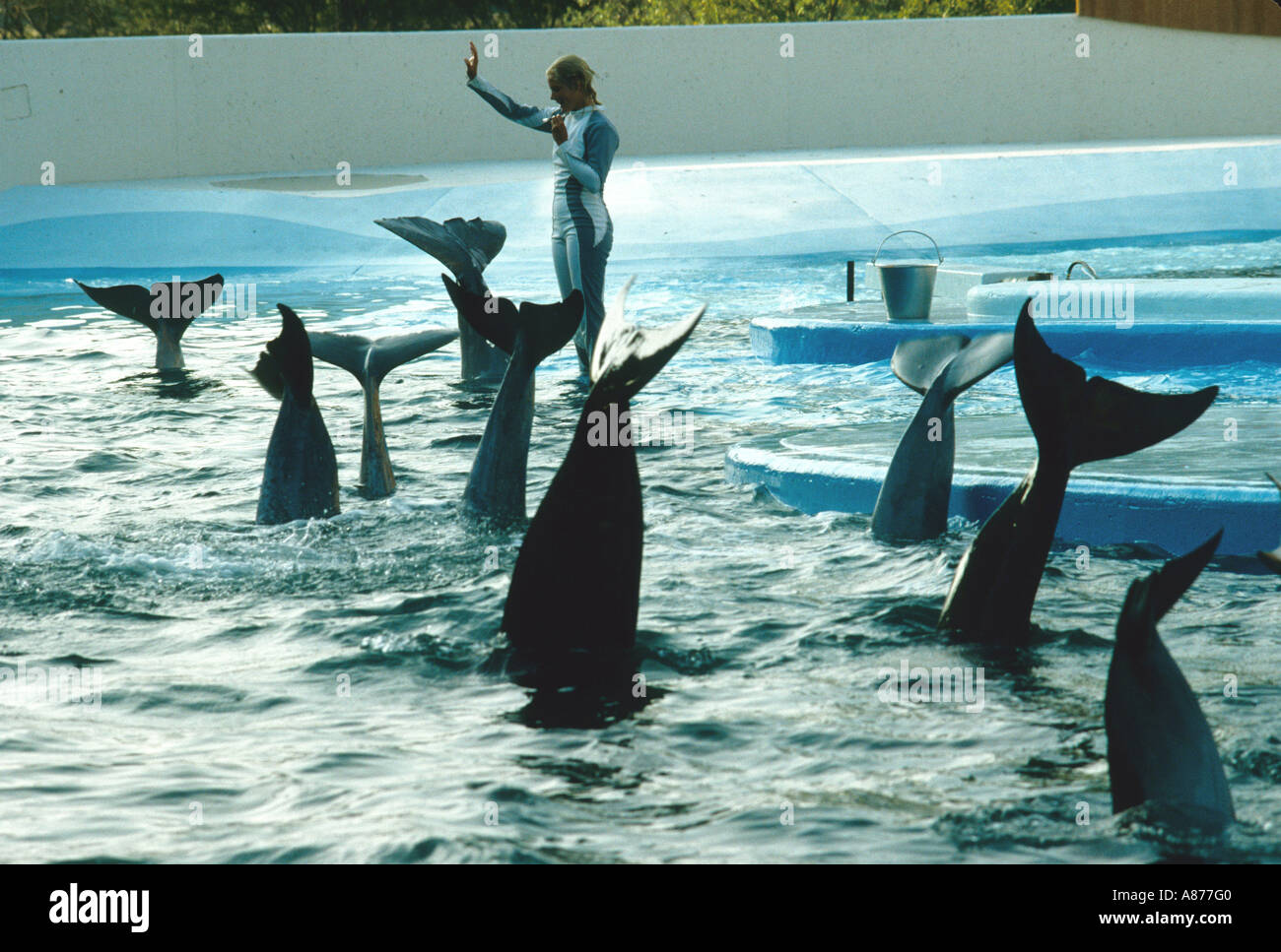 USA Orlando Florida Seaworld Dolphin and whale show Stock Photo - Alamy