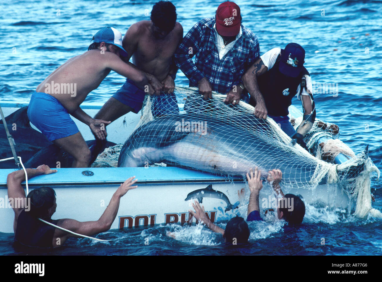USA Florida Hunting of dolphins in the Gulf of Mexico Stock Photo - Alamy
