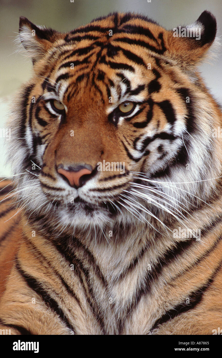 Close up of a Sumatran Tiger Panthera tigris face peering off into the ...