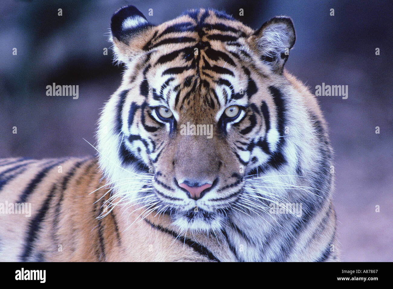 Close up of a Sumatran Tiger Panthera tigris reclining while looking ...
