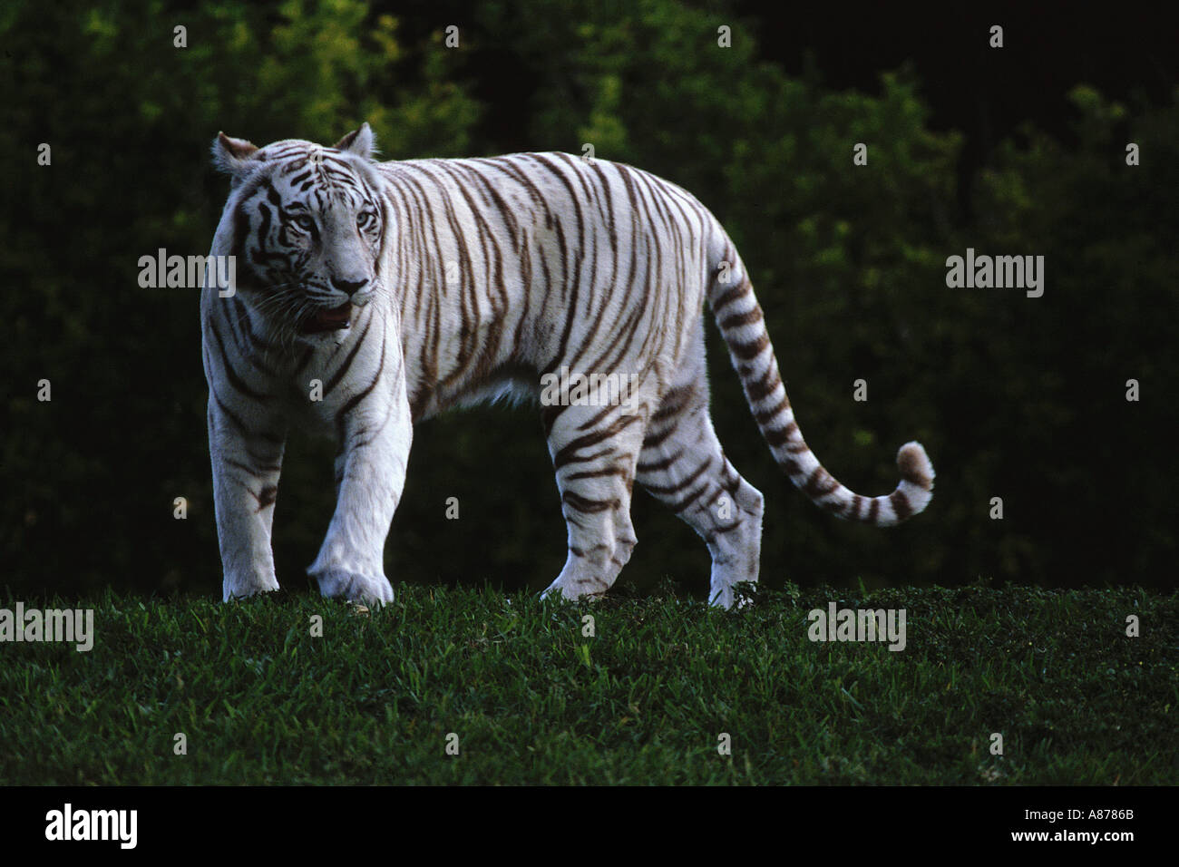 Side view white tiger panthera hi-res stock photography and images - Alamy
