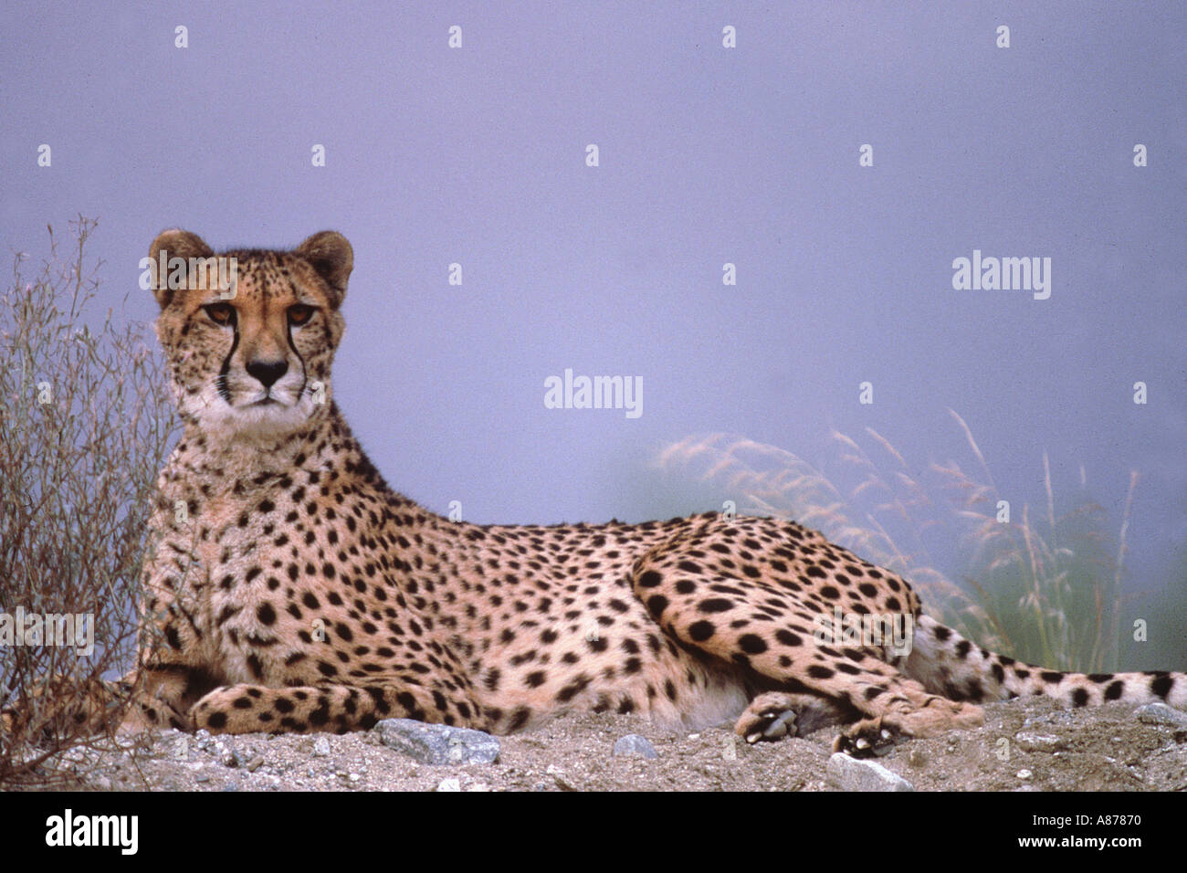 A reclining cheetah with her head perked up Stock Photo - Alamy