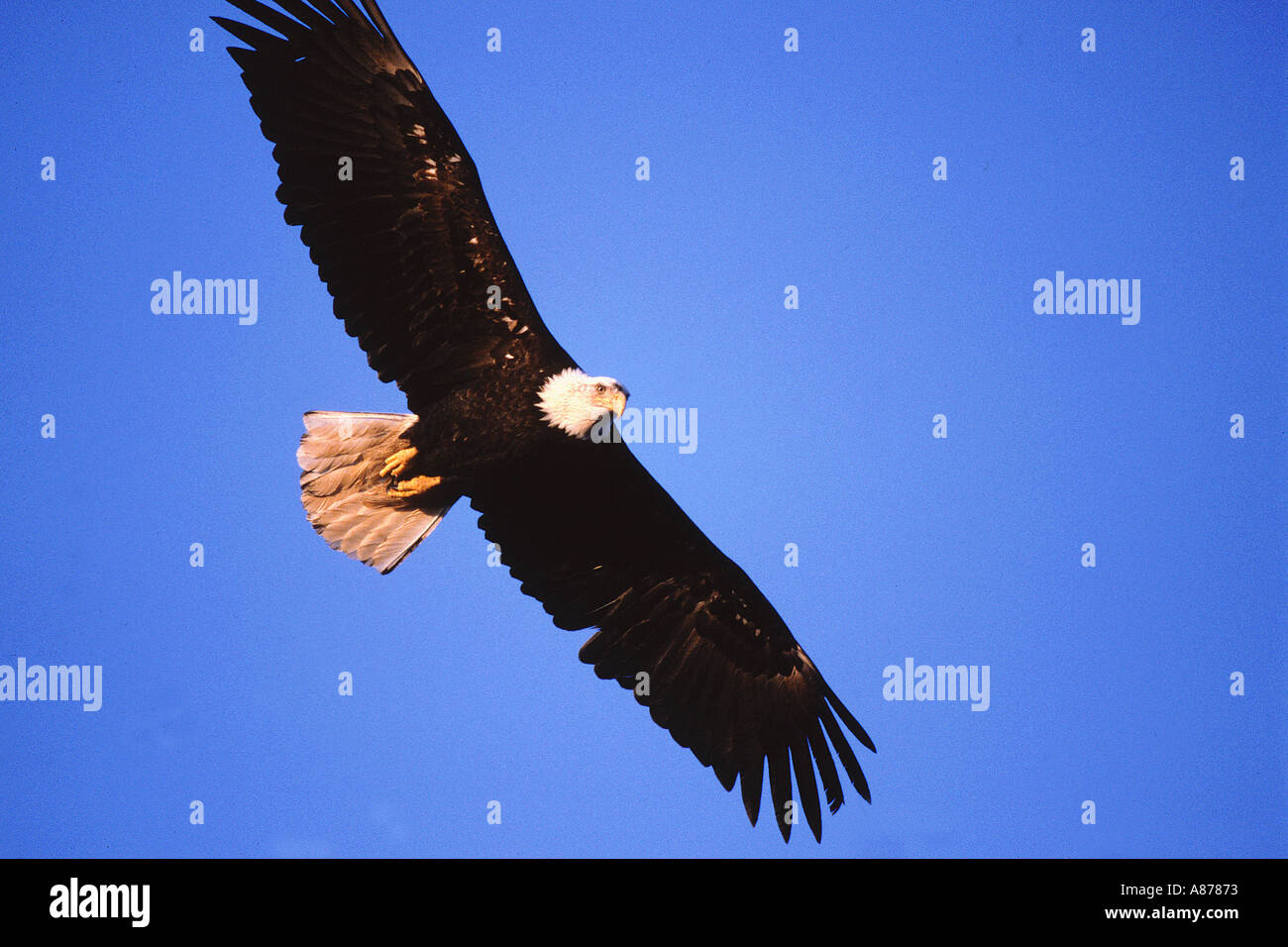 Underbelly bald eagle in flight hi-res stock photography and images - Alamy