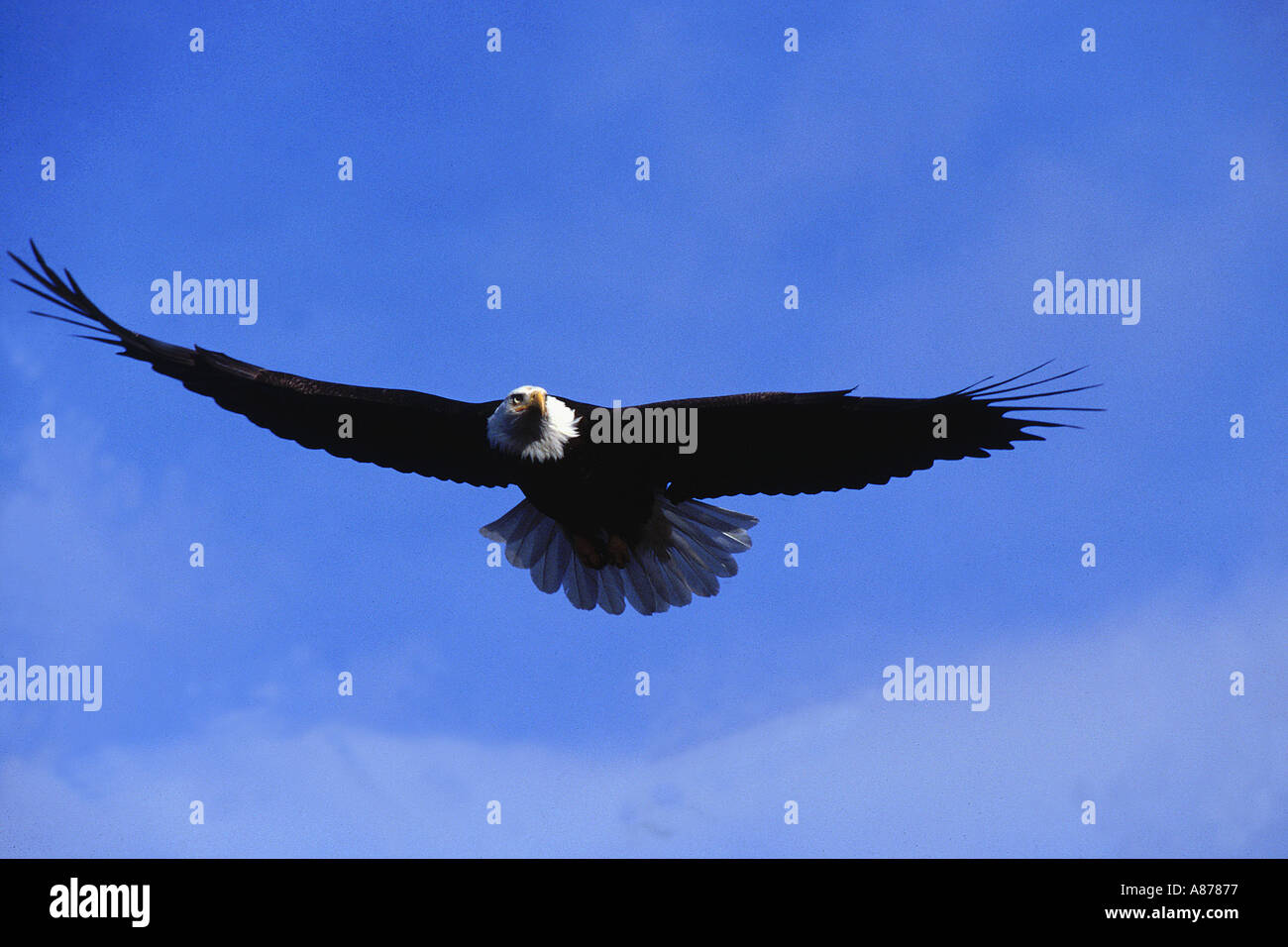A Bald Eagle with its wings outstretched in flight through the clear ...