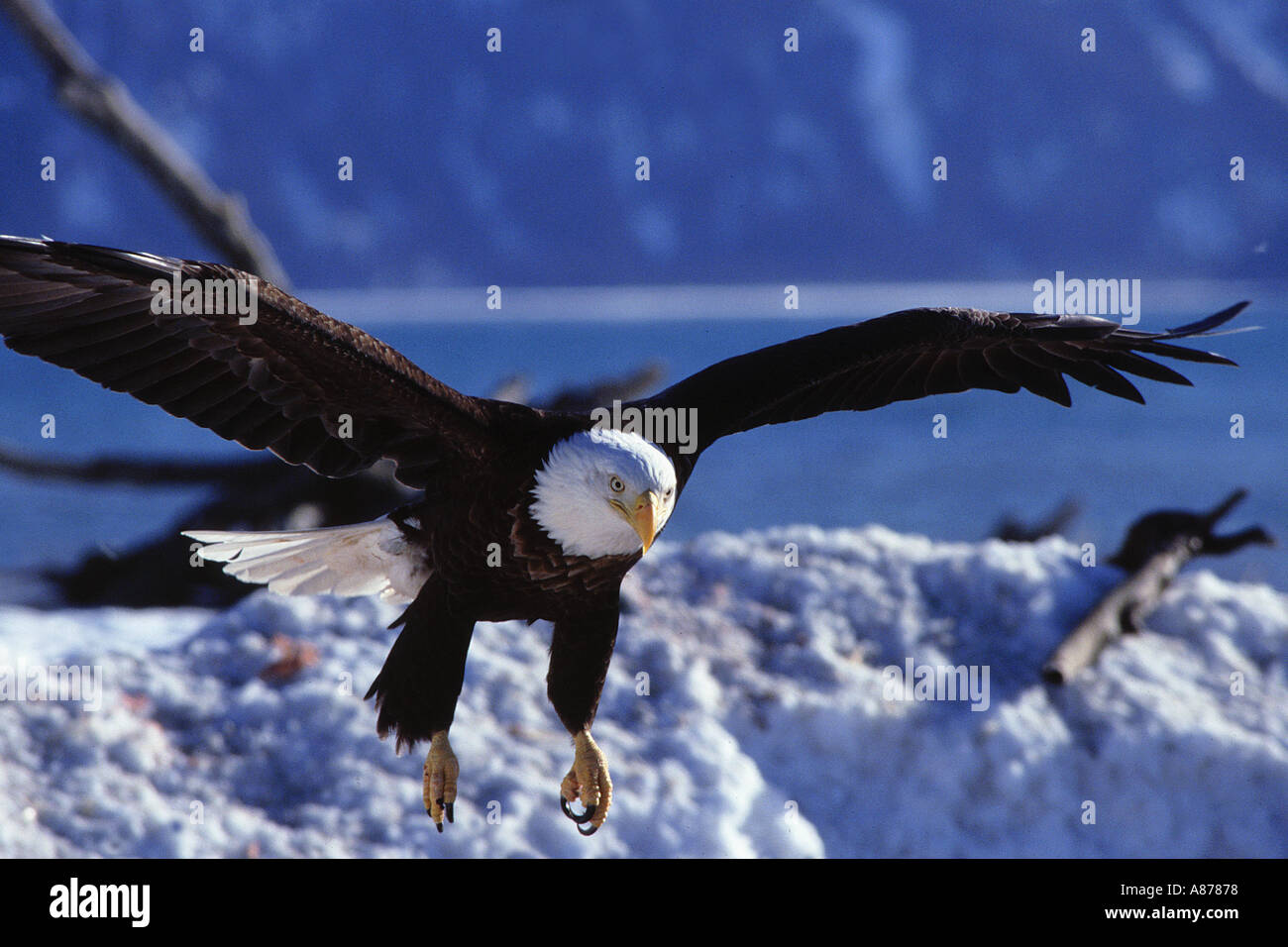 A Bald Eagle with its wings outstretched about to land on a bed of ...