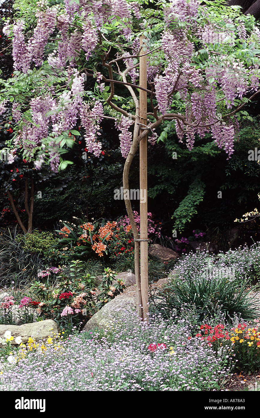 Magnificent wisteria hi-res stock photography and images - Alamy