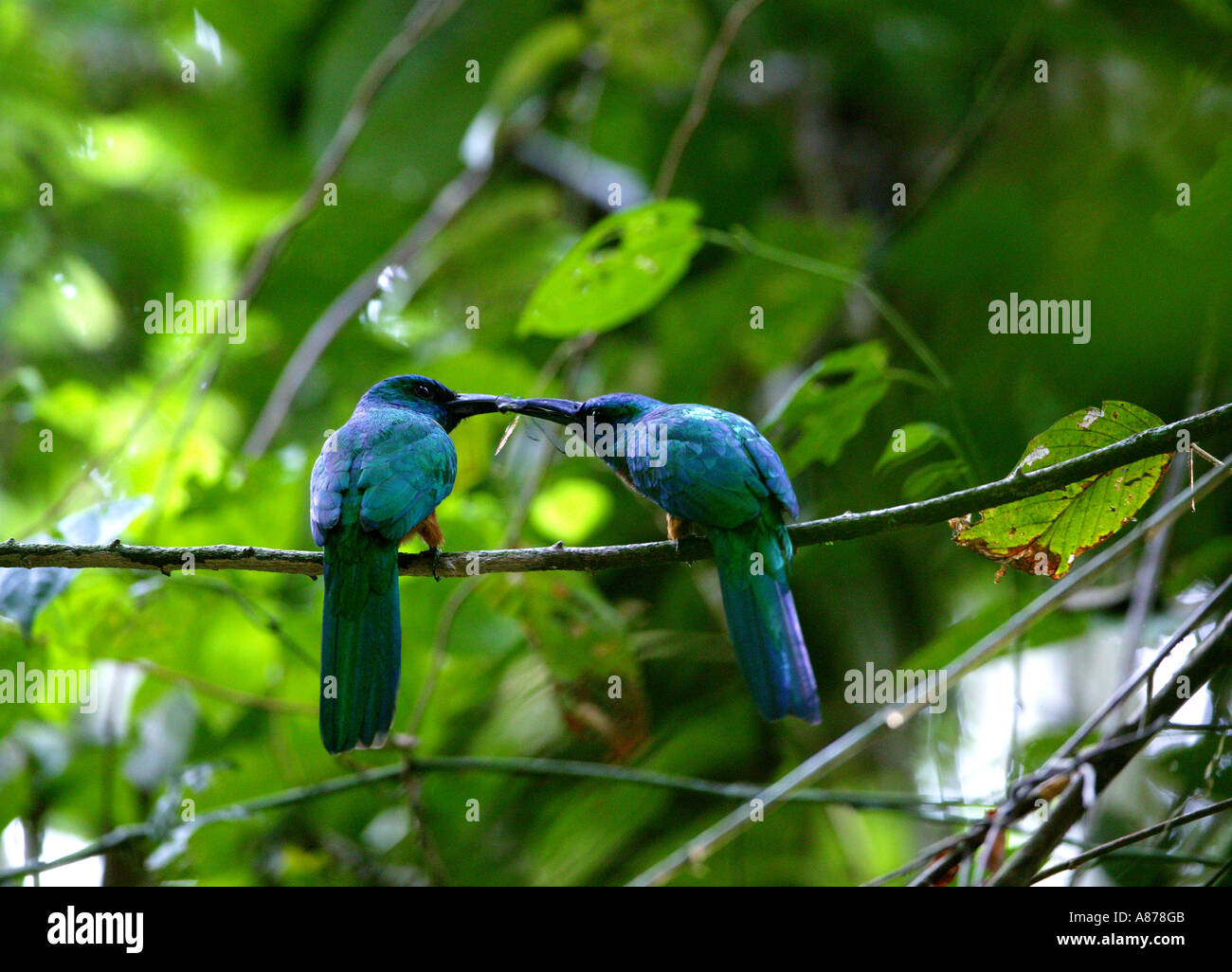 Jacamerops aureus hi-res stock photography and images - Alamy