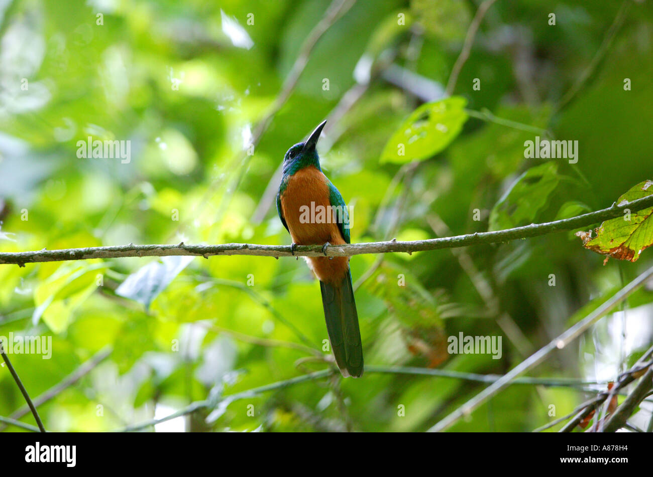 A Great Jacamar, Jacamerops aureus, on a branch in the dense rainforest ...