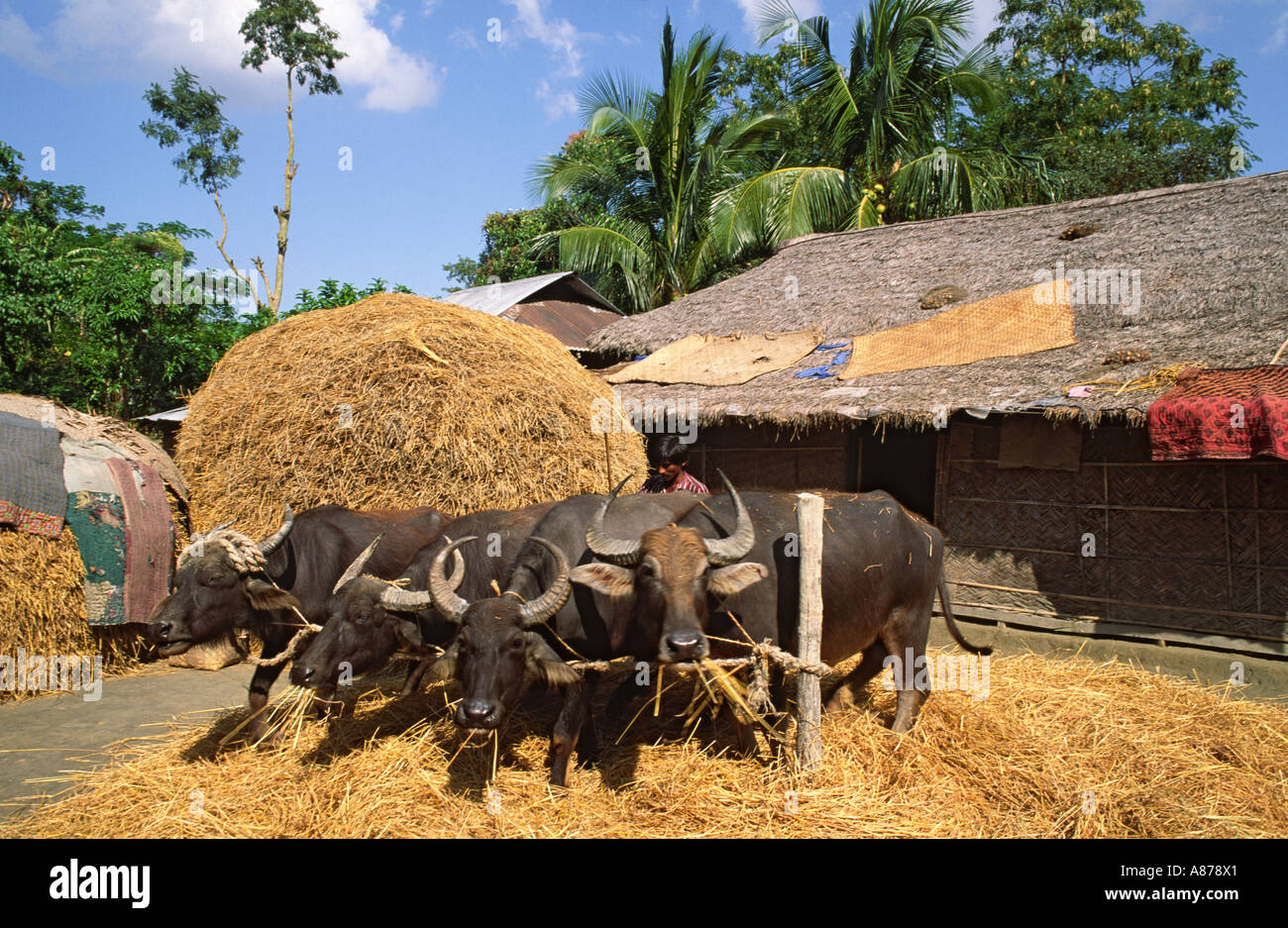 Farmer using buffalo to thresh rice around a threshing post.Sandwip ...