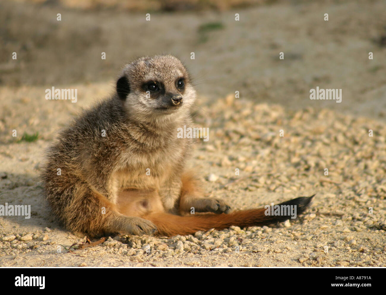 Baby Meerkat in morning light Stock Photo - Alamy