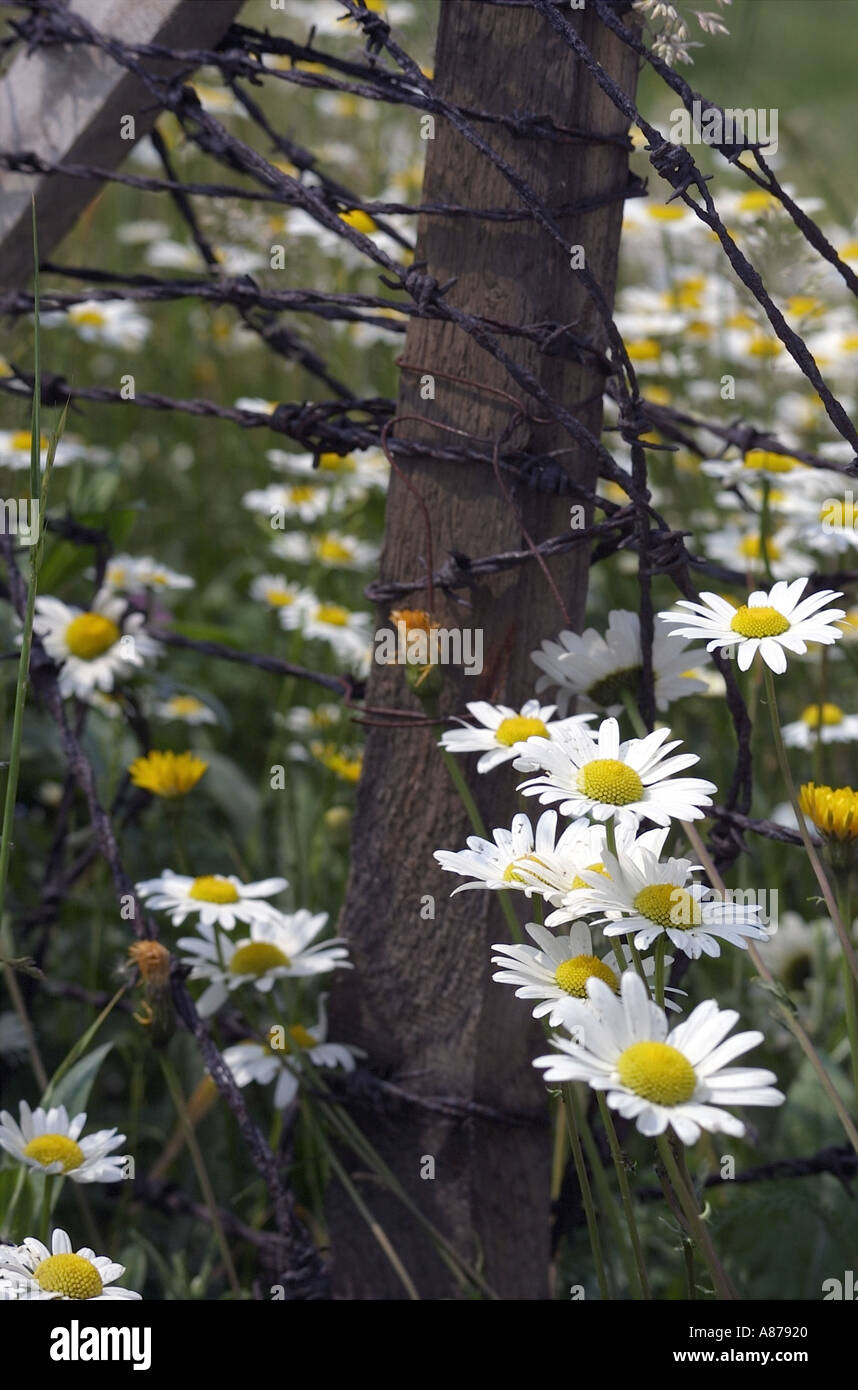 Metal fence with wildflowers hi-res stock photography and images - Alamy