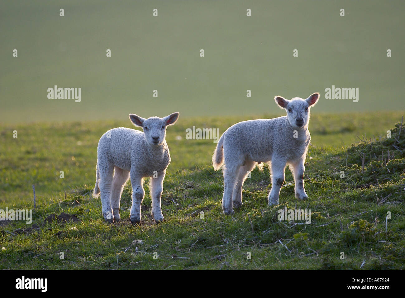 Lambs backlit hi-res stock photography and images - Alamy