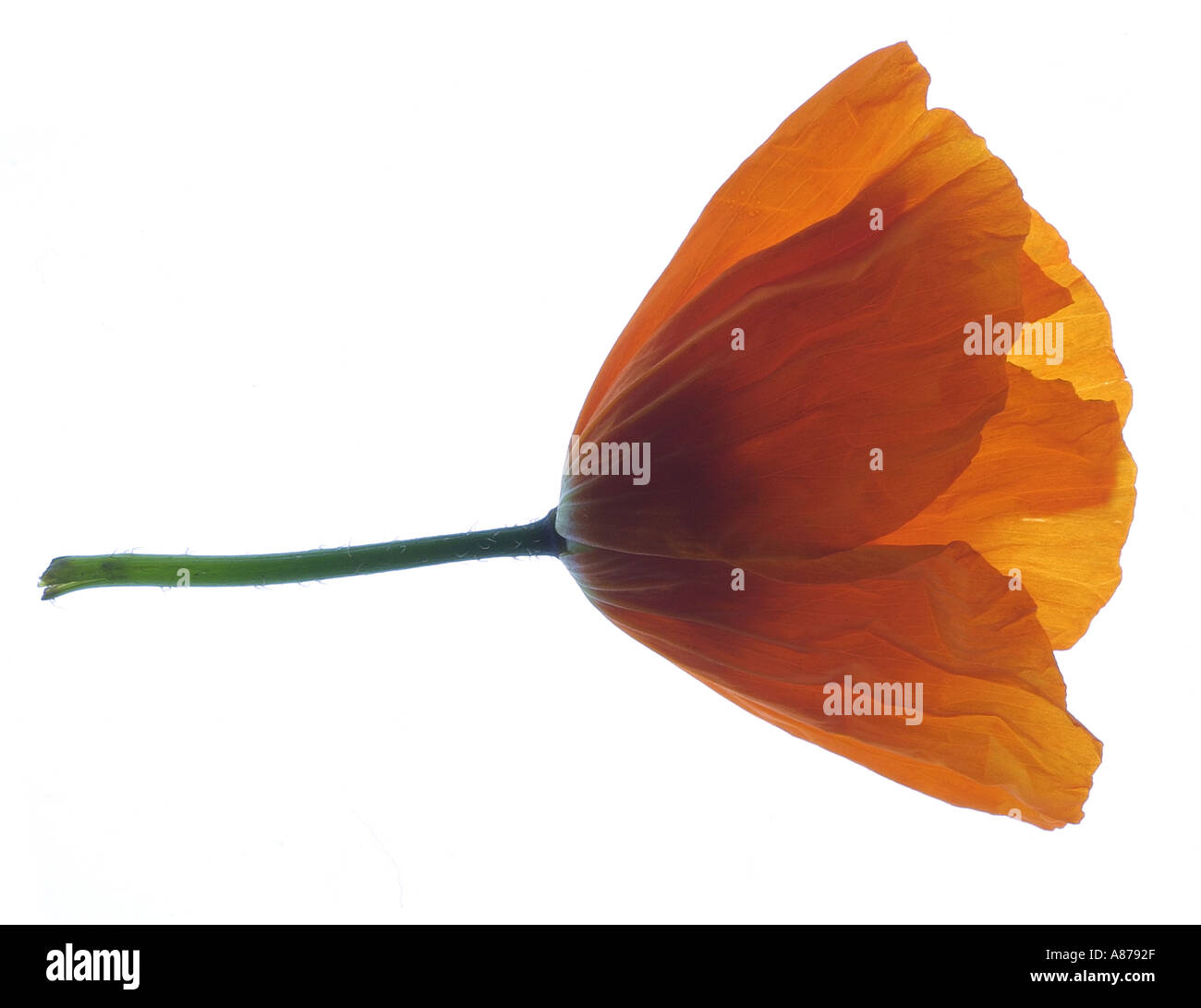 Orange poppy on white background Stock Photo - Alamy