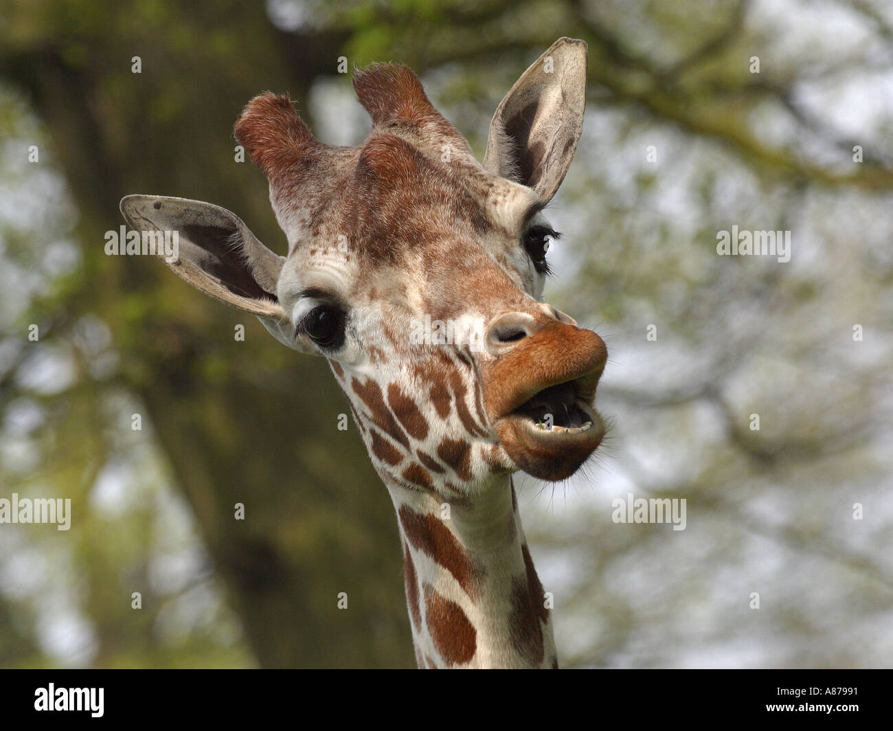 Portrait pt hi-res stock photography and images - Alamy