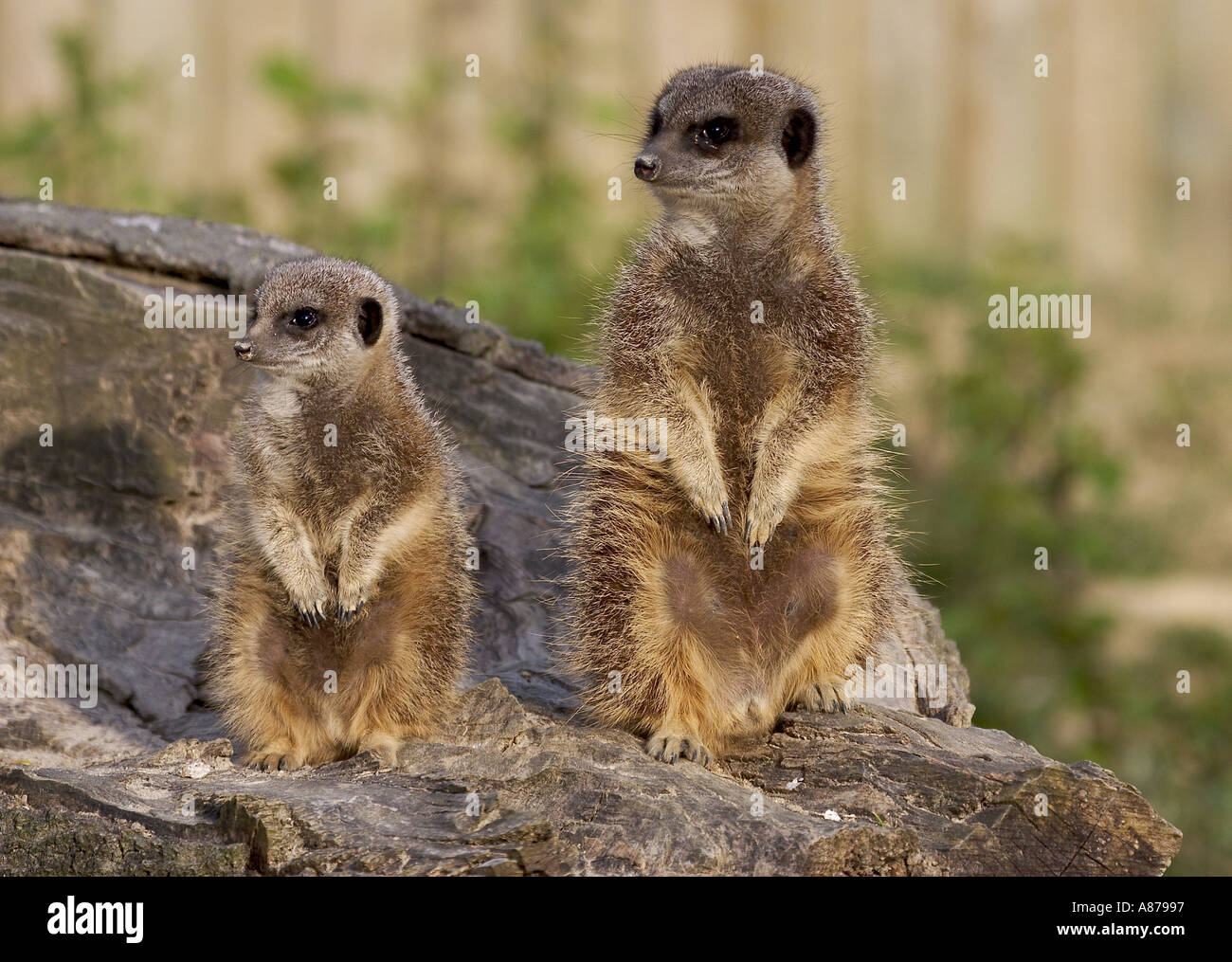 Meerkat communication hi-res stock photography and images - Alamy