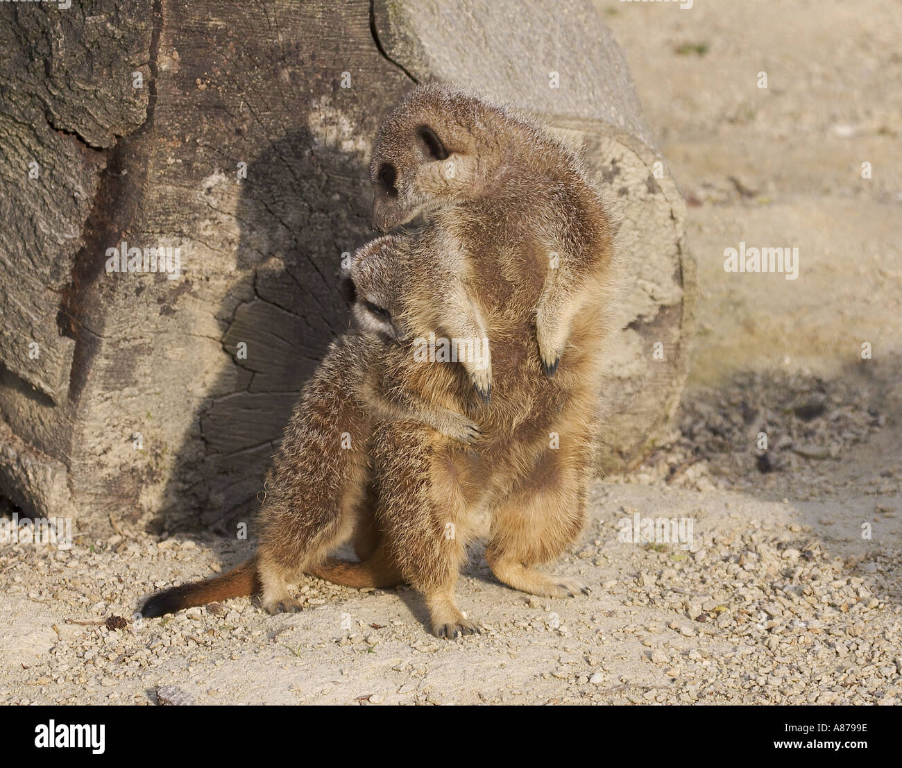 Meerkats families hi-res stock photography and images - Alamy