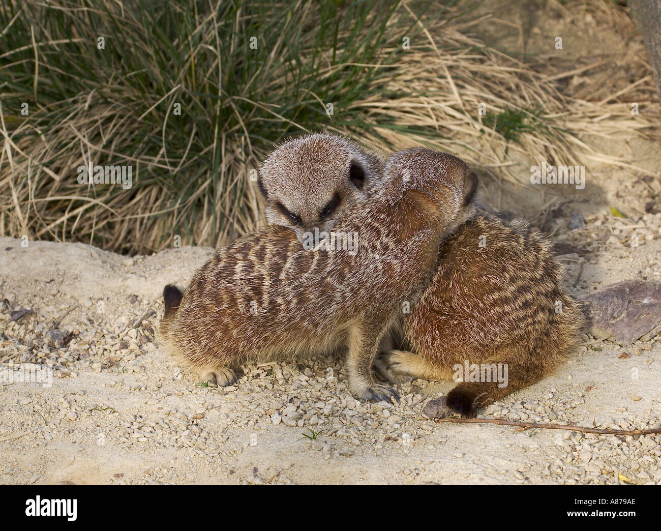Meerkats families hi-res stock photography and images - Alamy