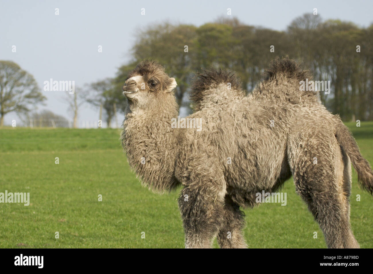 Young animal humps hi-res stock photography and images - Alamy