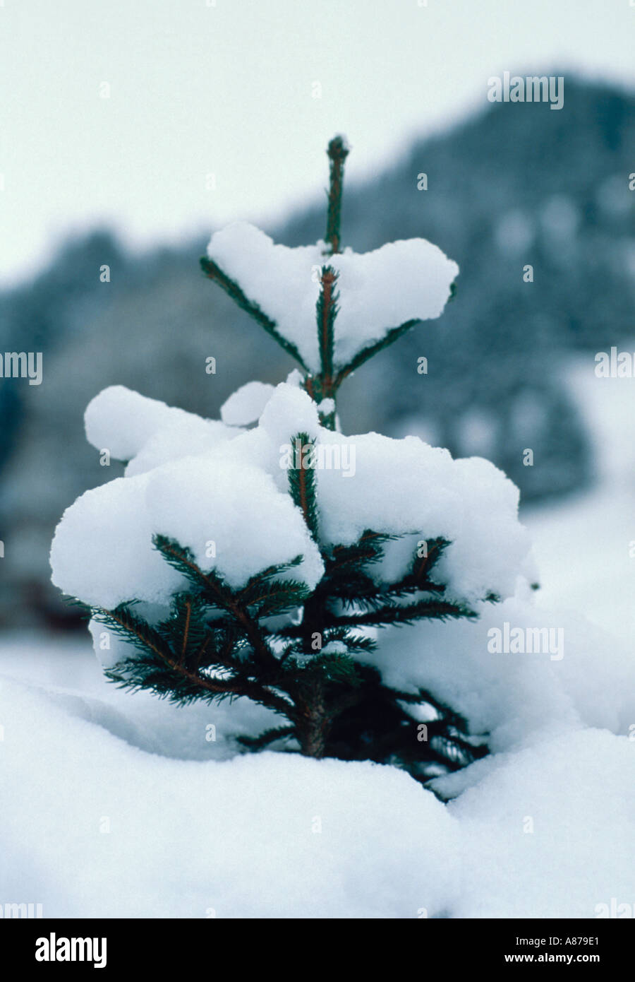 An evergreen tree seedling covered with snow after a snowstorm Stock ...