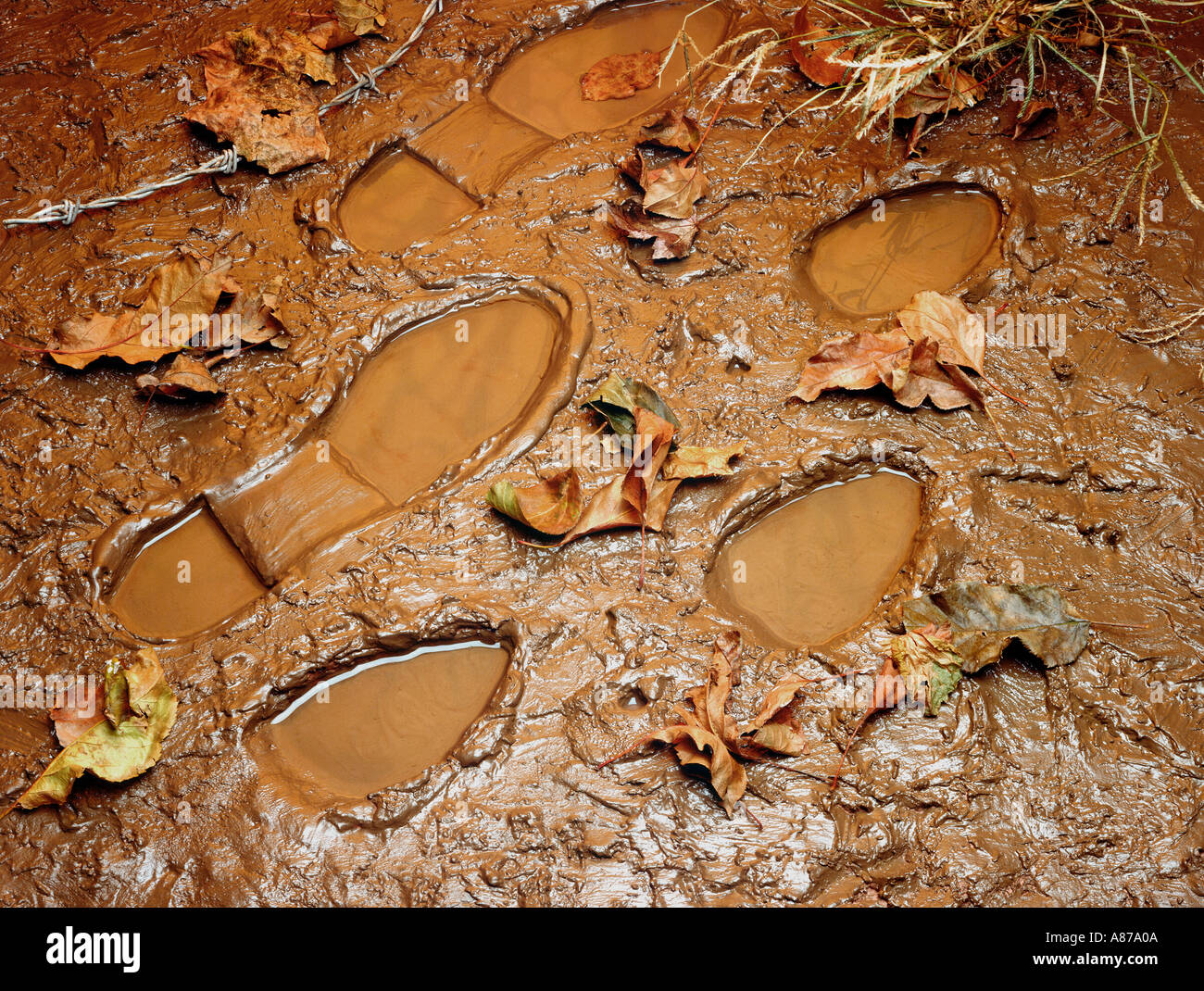 Shoe prints in wet mud among fallen brown autumn leaves Stock Photo - Alamy