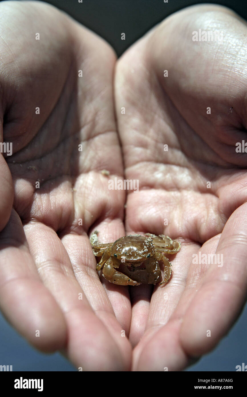 A crab is held in a persons palms Stock Photo - Alamy