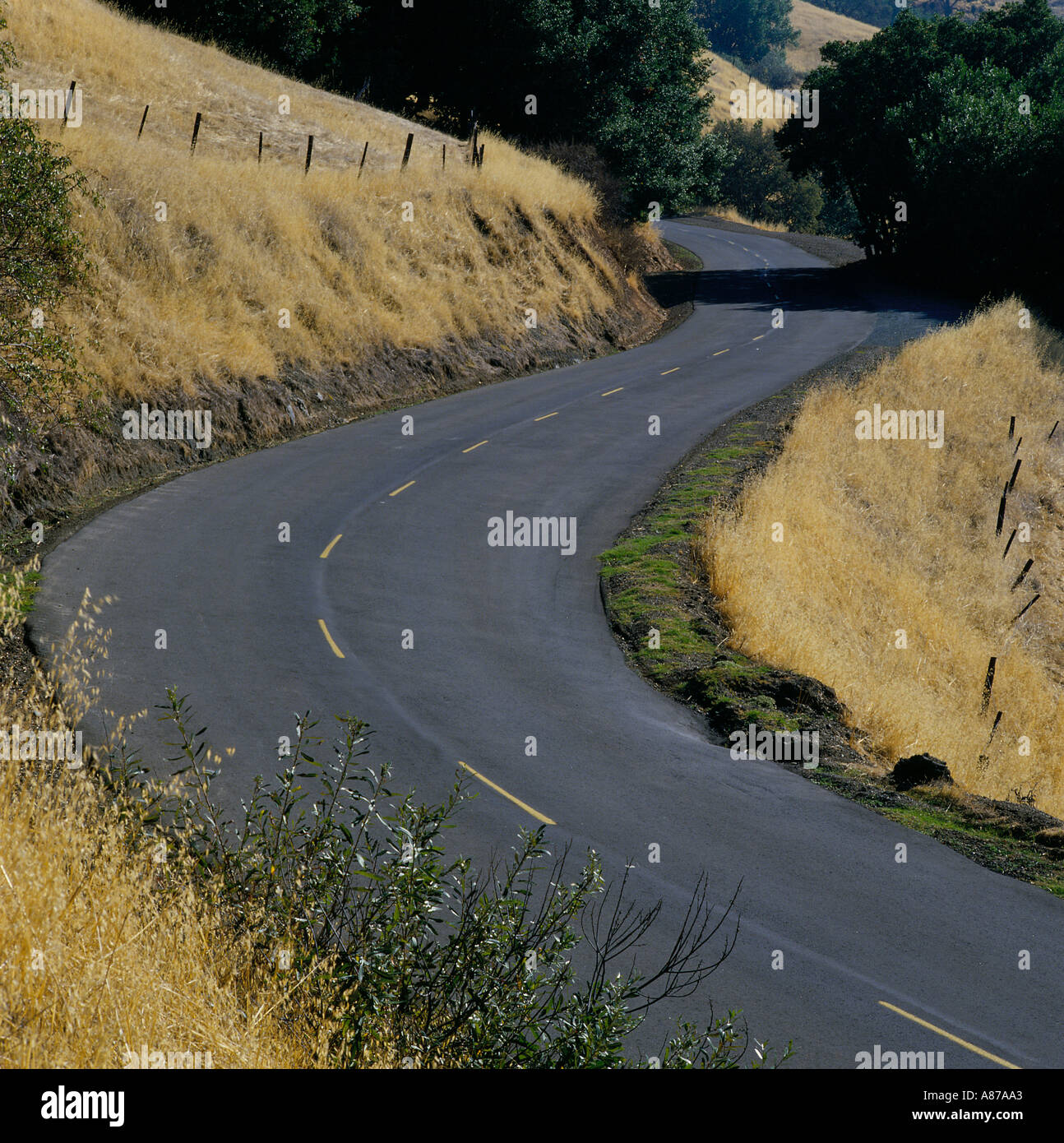 Winding two lane asphalt road curves between dark green trees along ...