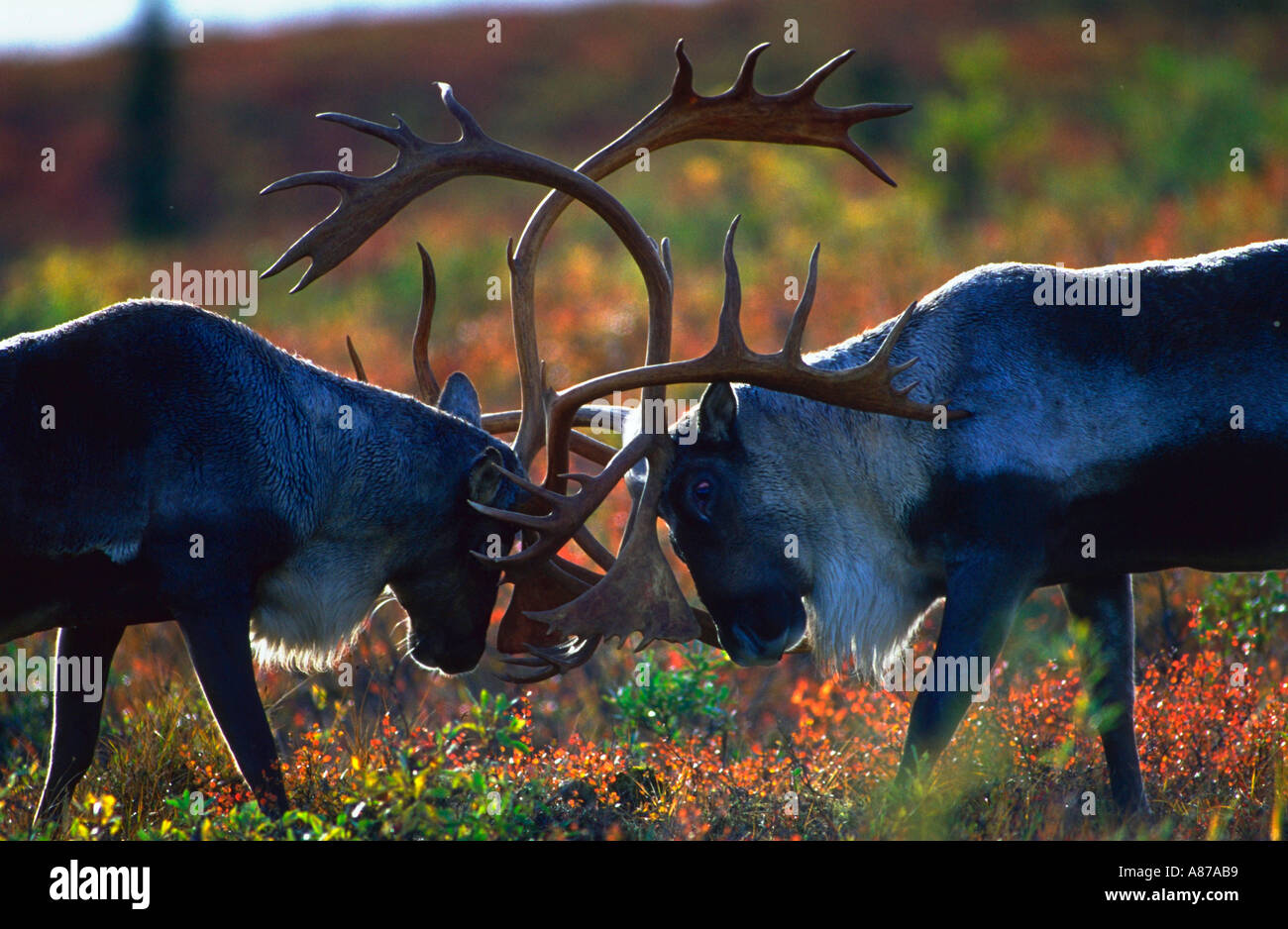 Two male Barren Ground Caribou locking antlers while sparring on the ...