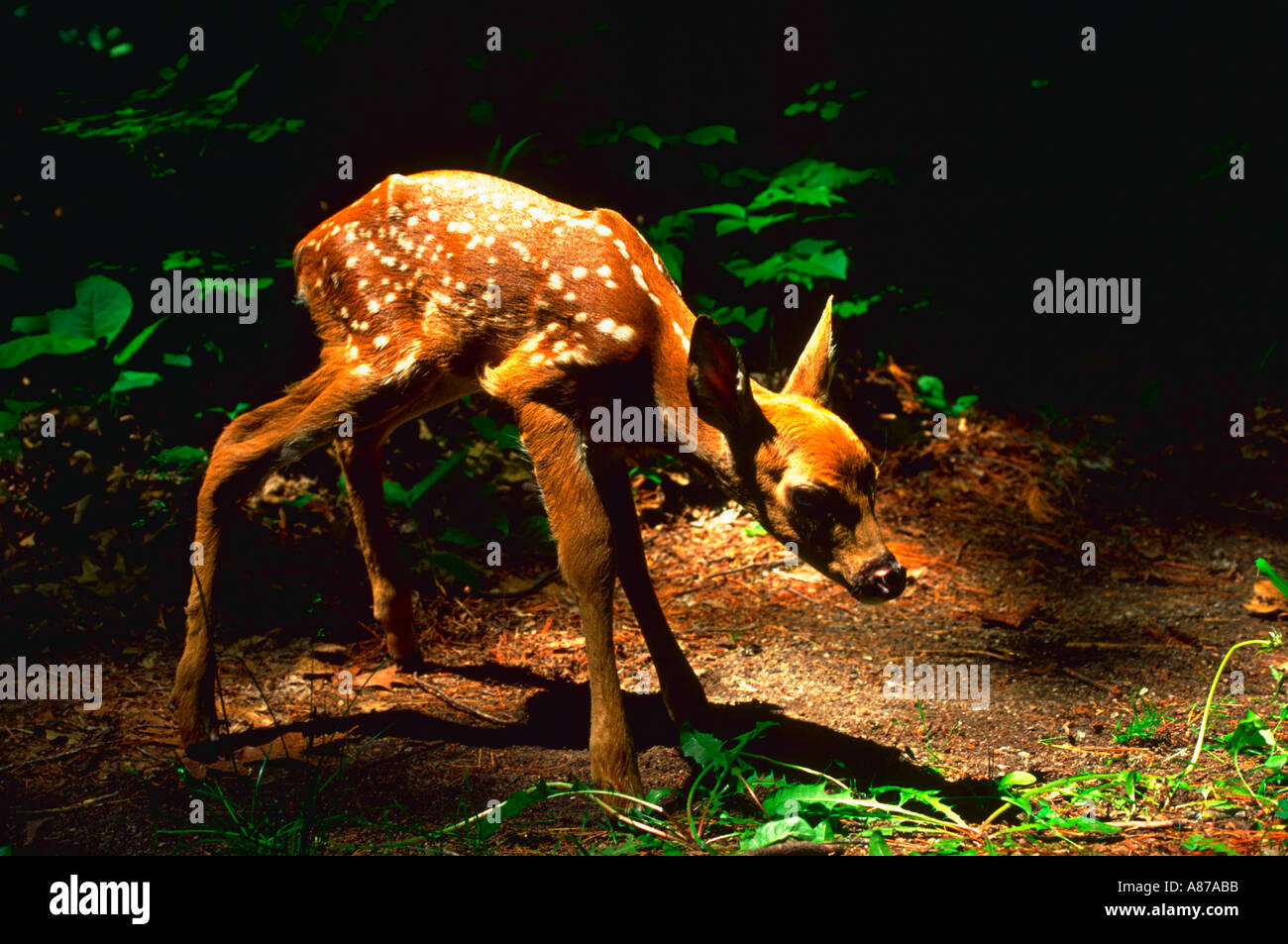 Baby emily hi-res stock photography and images - Alamy