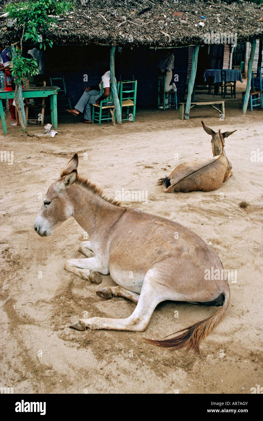 Donkeys in a street in a small town in northwestern Dominican Republic ...