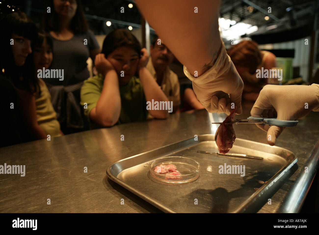 Fish Dissection Stock Photos & Fish Dissection Stock Images - Alamy