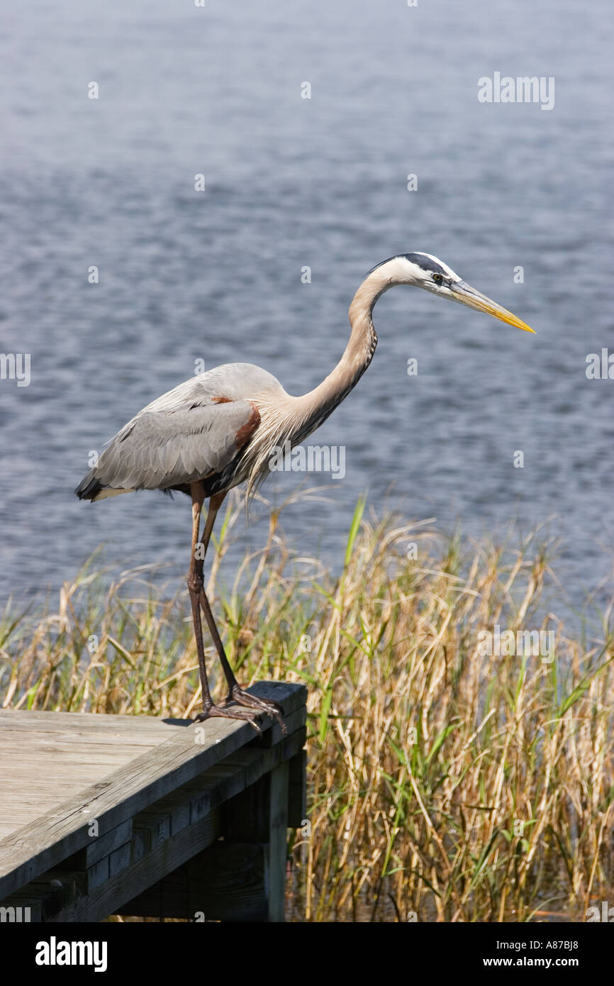 Great blue heron standing on dock looking for fish on Lake Eustis ...