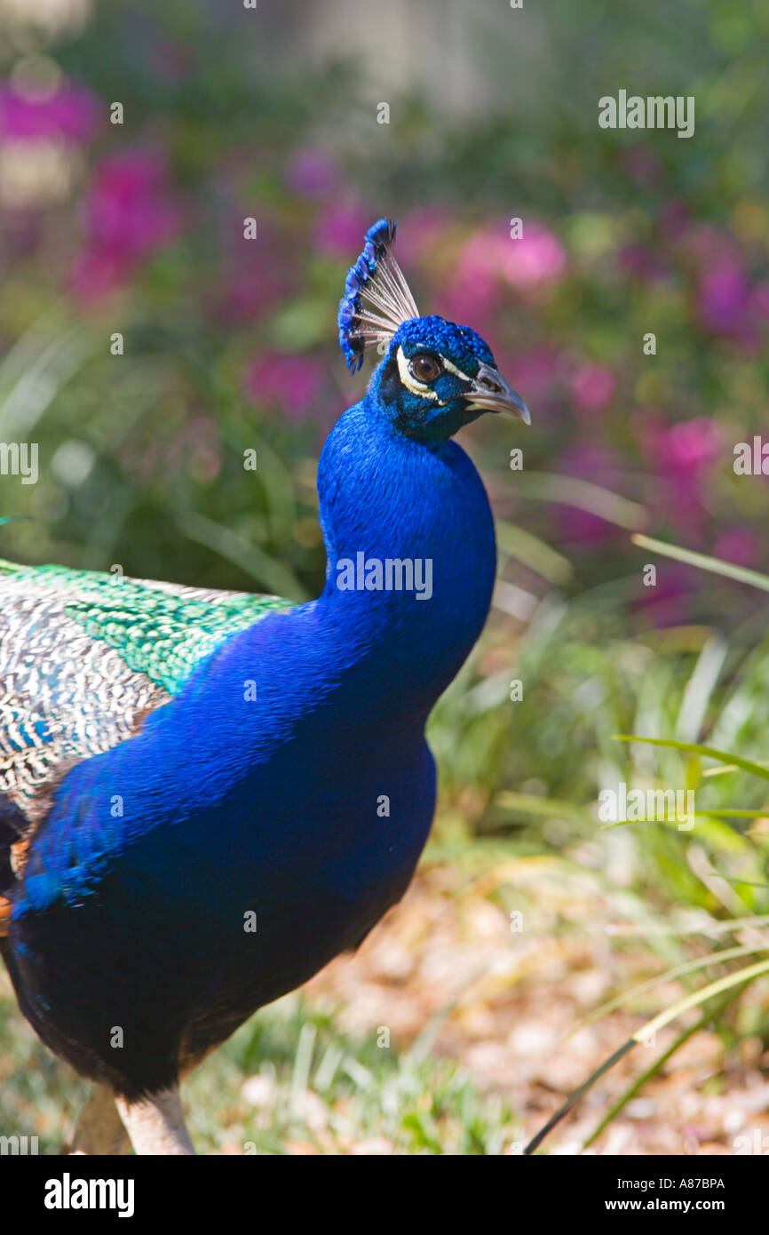 Us and india hi-res stock photography and images - Alamy