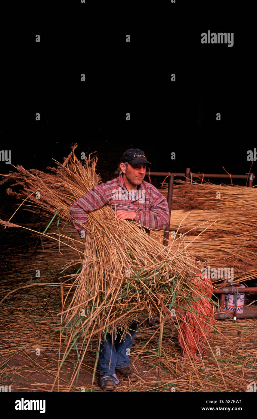 Thatching industry Chillesford Suffolk England Stock Photo - Alamy