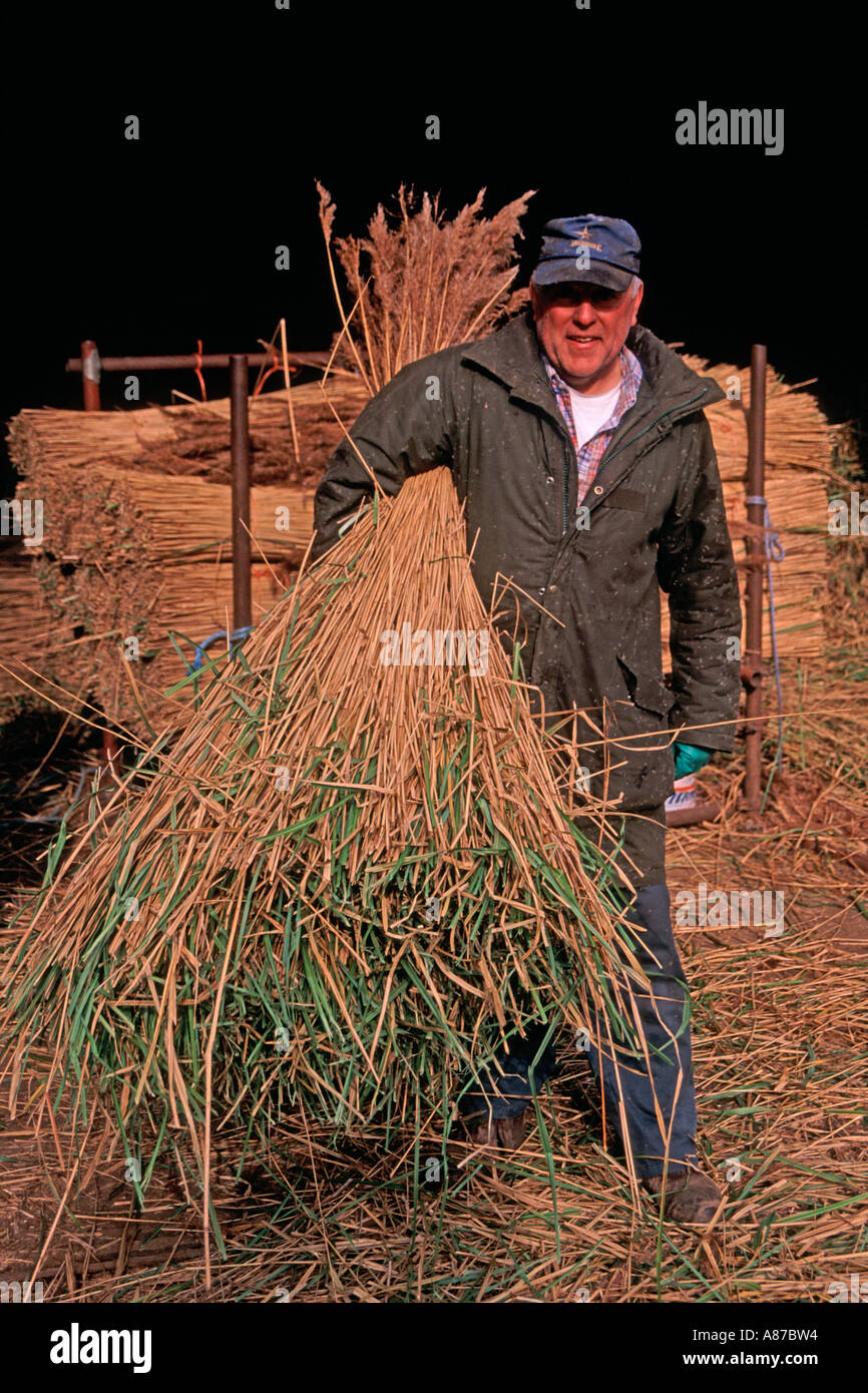Thatching industry Chillesford Suffolk England Stock Photo - Alamy