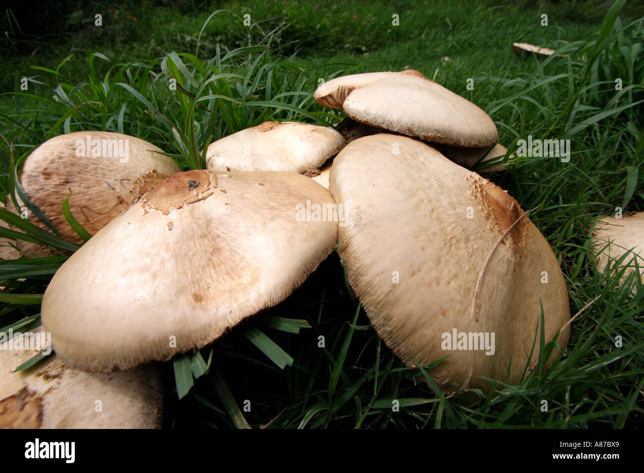 MUSHROOM AGARICUS CAMPESTRIS BAPDB6244 Stock Photo - Alamy MUSHROOM AGARICUS CAMPESTRIS BAPDB6244 Stock Photo - Alamy