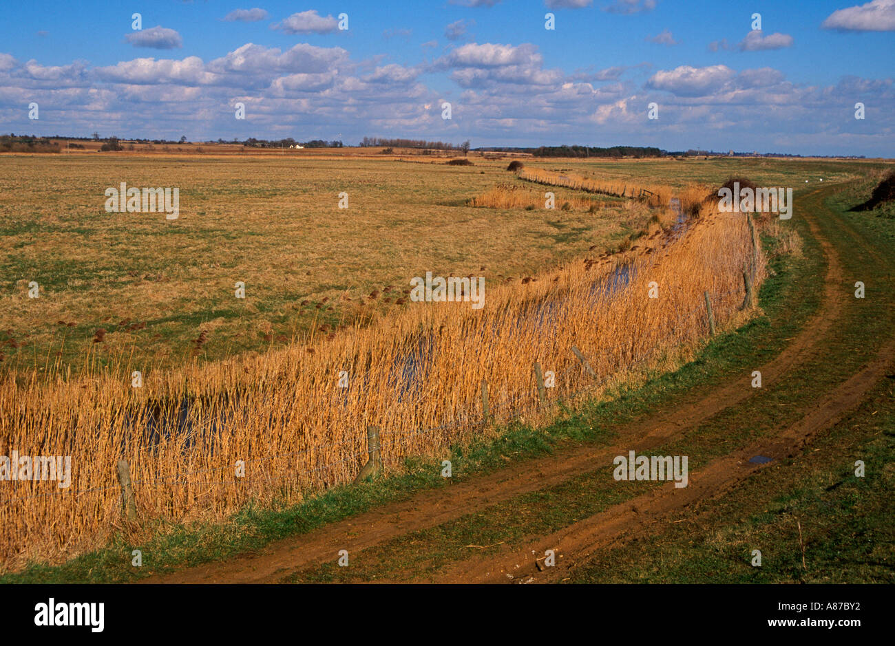 Reeds, marshes and drainage ditches Hollesley Suffolk England Stock ...