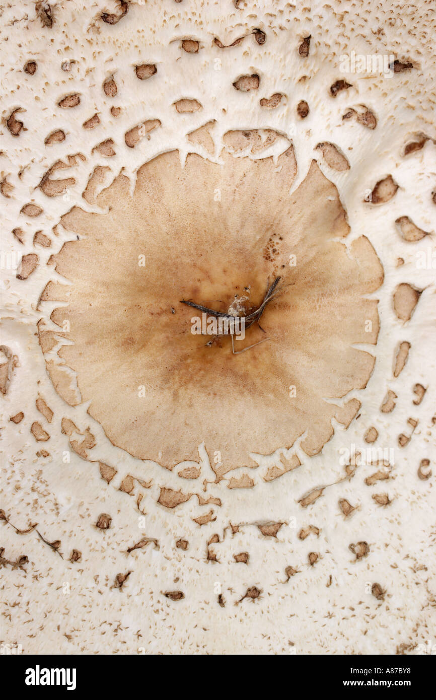 Funghi agaricus hi-res stock photography and images - Alamy