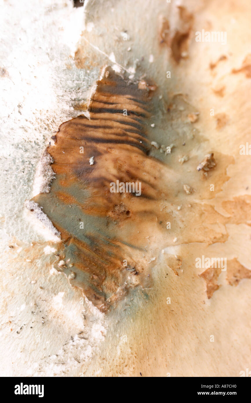 ROTTING MUSHROOM AGARICUS CAMPESTRIS BAPDB6252 Stock Photo - Alamy