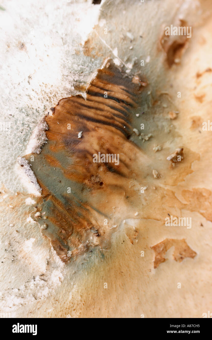 ROTTING MUSHROOM AGARICUS CAMPESTRIS BAPDB6253 Stock Photo - Alamy