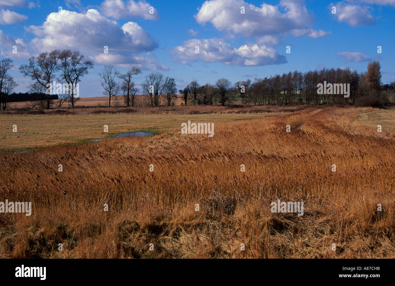Reeds, marshes and drainage ditches Hollesley Suffolk England Stock ...